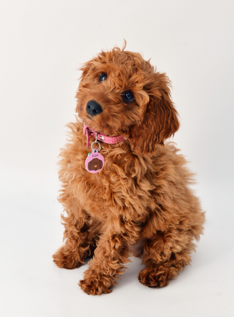 Cockapoo and Cocker Spaniel Puppies For Sale - Nottinghamshire