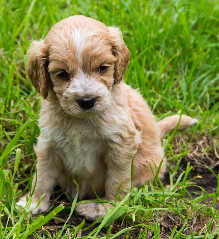Cockapoo and Cocker Spaniel Puppies For Sale - Nottinghamshire